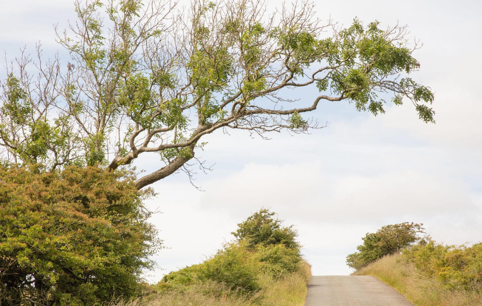 Pruning Ash Trees - Arborscape Environmental Services