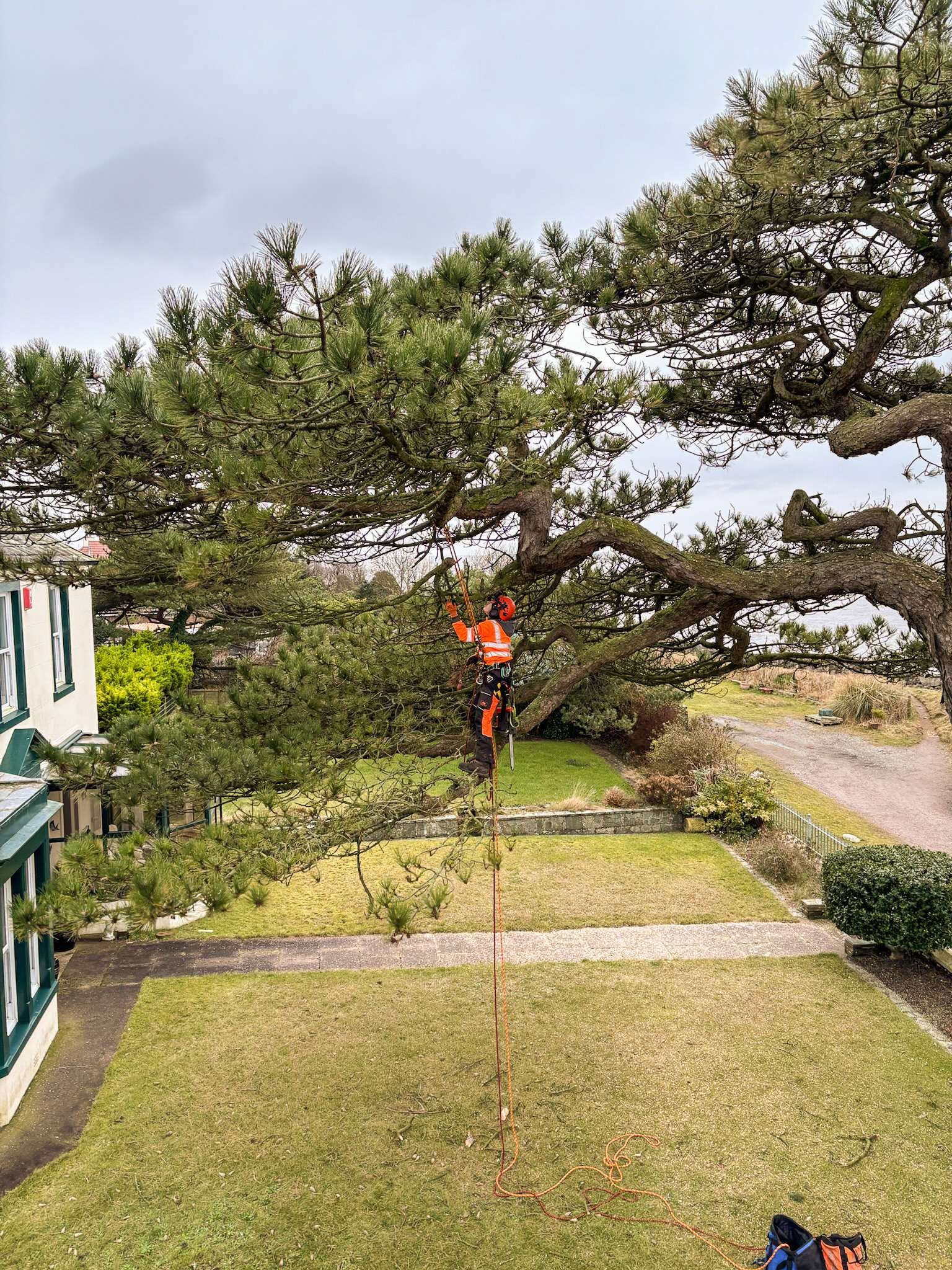 A Helpful Guide to Pruning Pine Trees - Arborscape Environmental Services