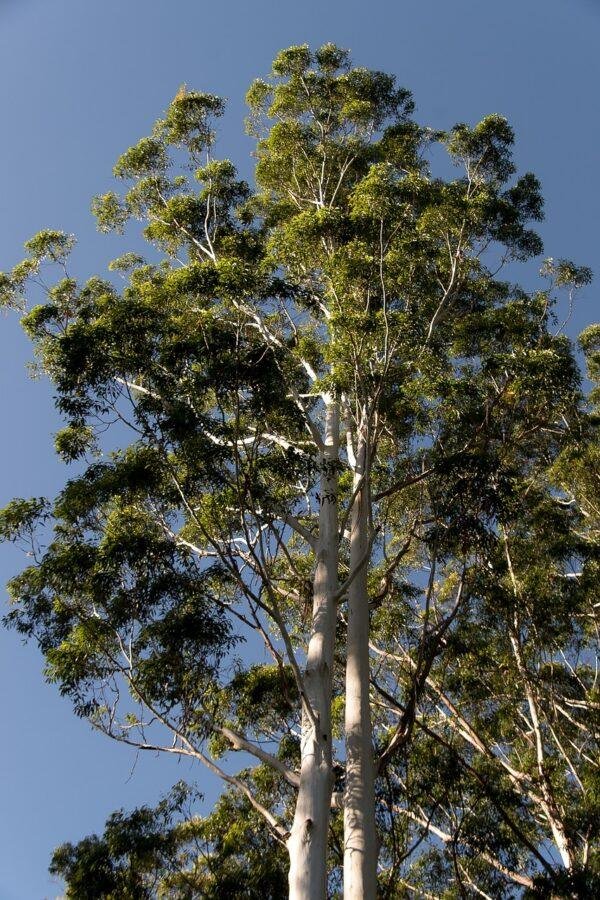 A Special Guide to Pruning Eucalyptus - Arborscape Environmental Services