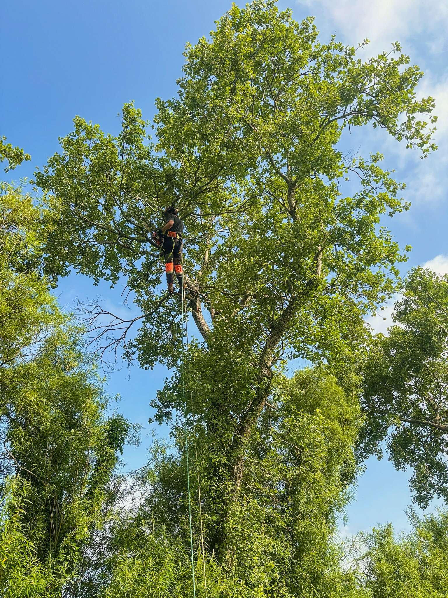 Pruning Willows: A concise guide. - Arborscape Environmental Services