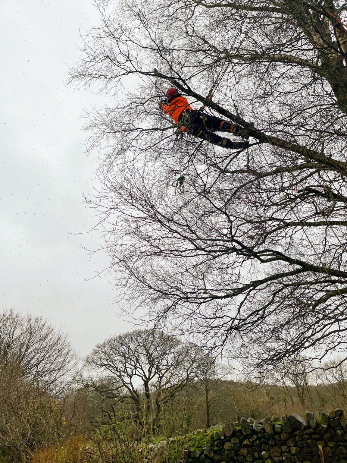 Pruning Birch: - Arborscape Environmental Services