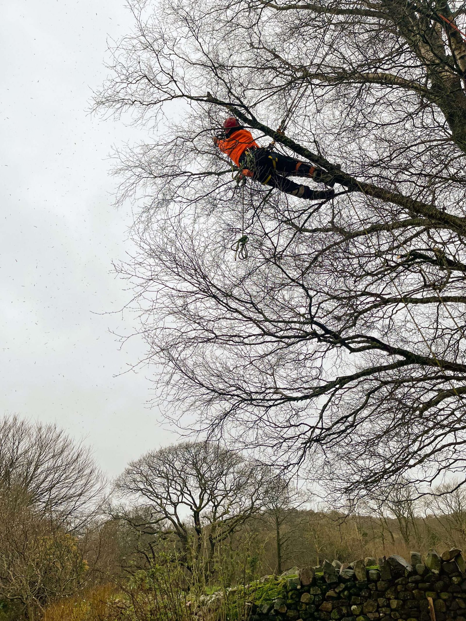 Pruning Birch: - Arborscape Environmental Services