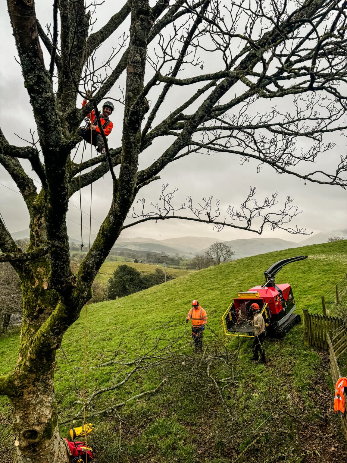 A Complete Guide to Pruning Acers: - Arborscape Environmental Services