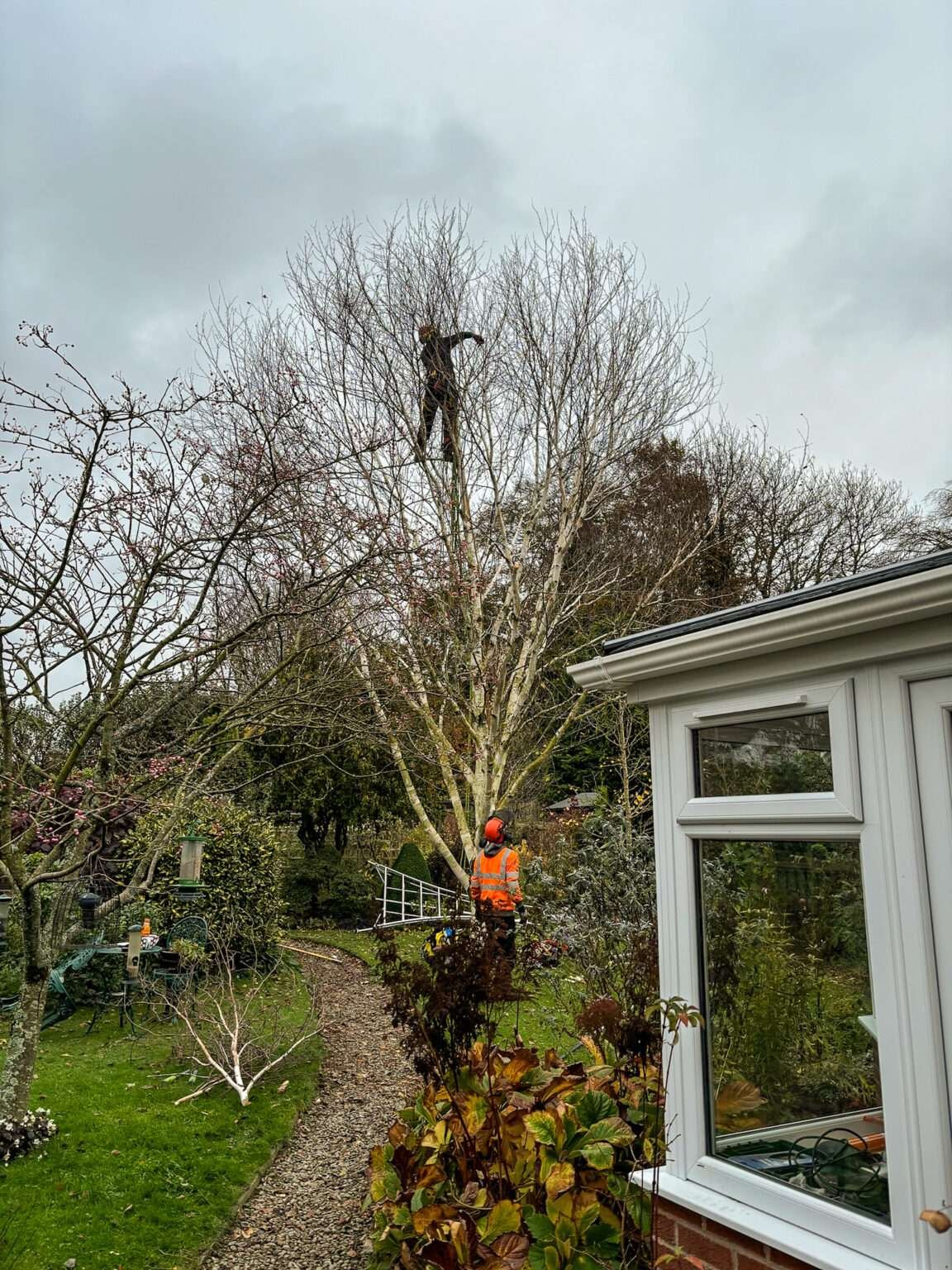 Pruning Birch: - Arborscape Environmental Services
