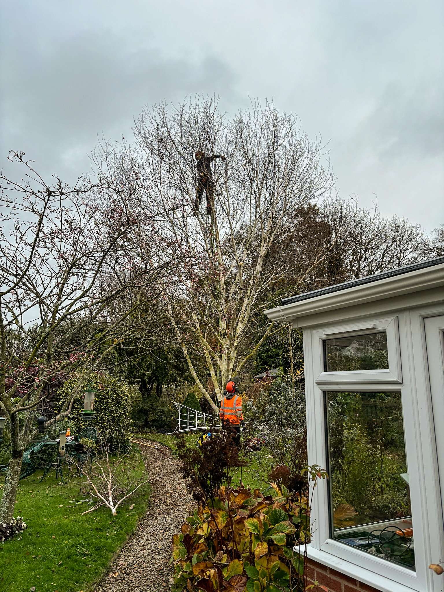 Pruning Birch: - Arborscape Environmental Services
