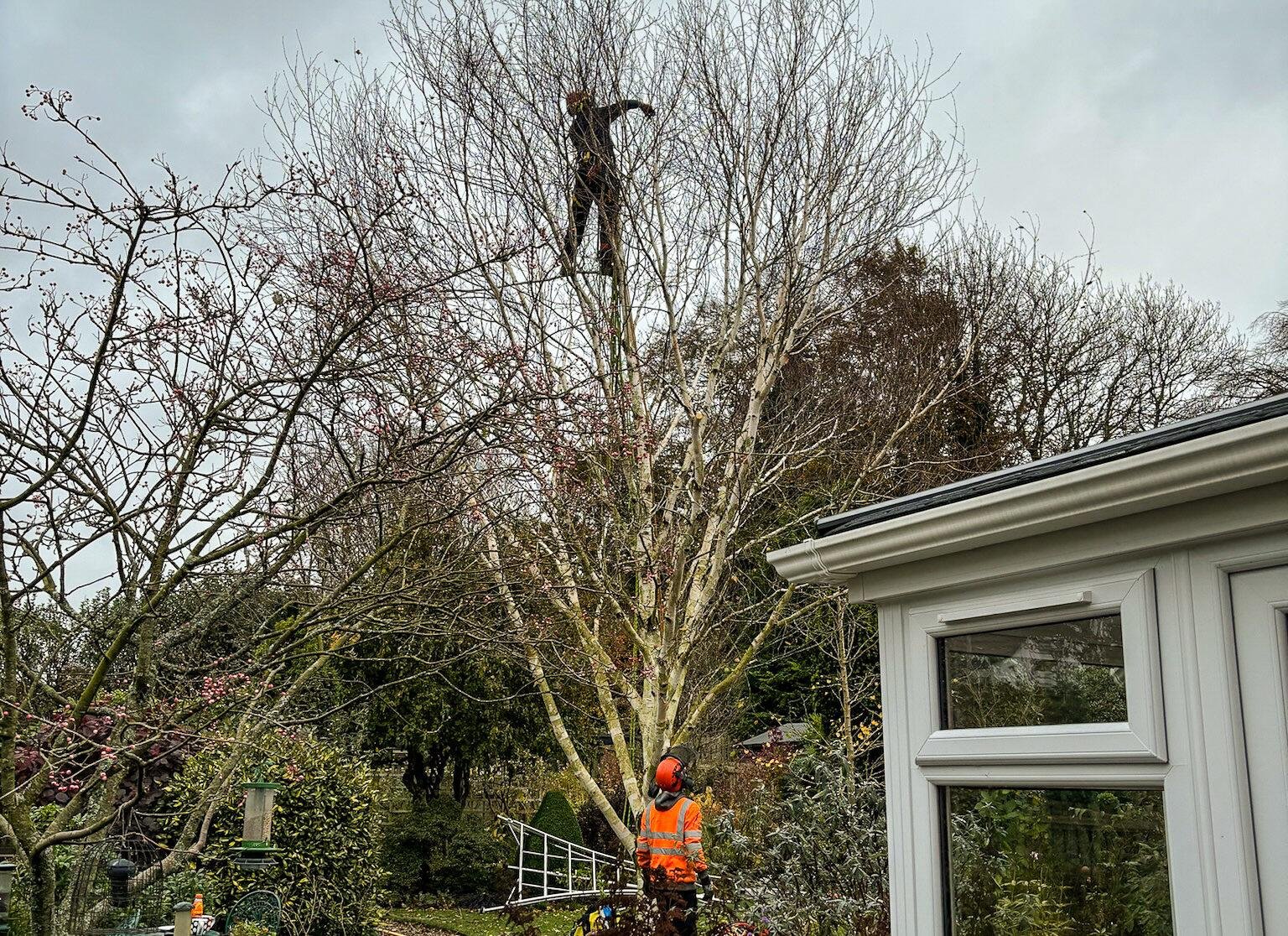 Pruning Birch: - Arborscape Environmental Services