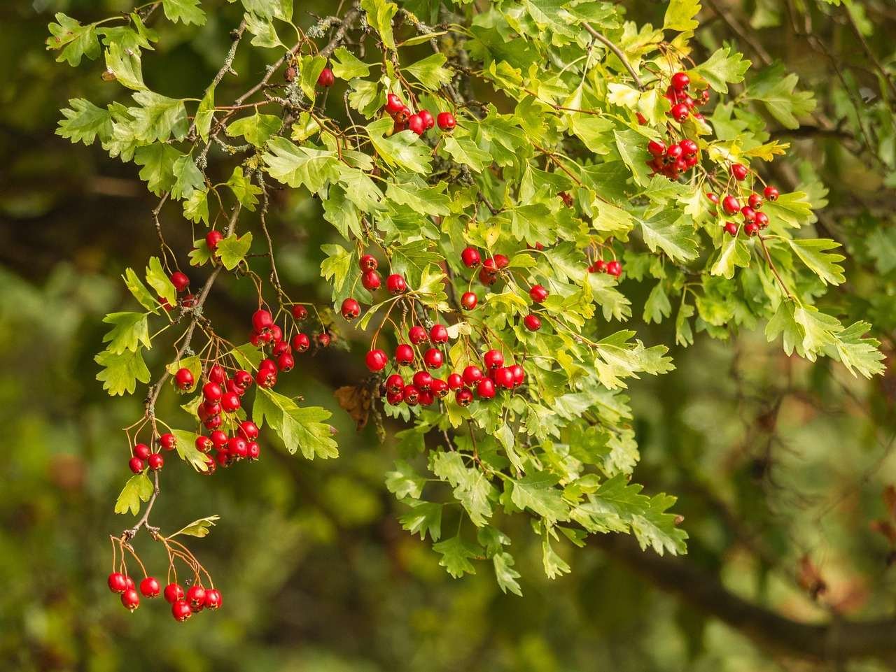How to Prune Hawthorn: - Arborscape Environmental Services