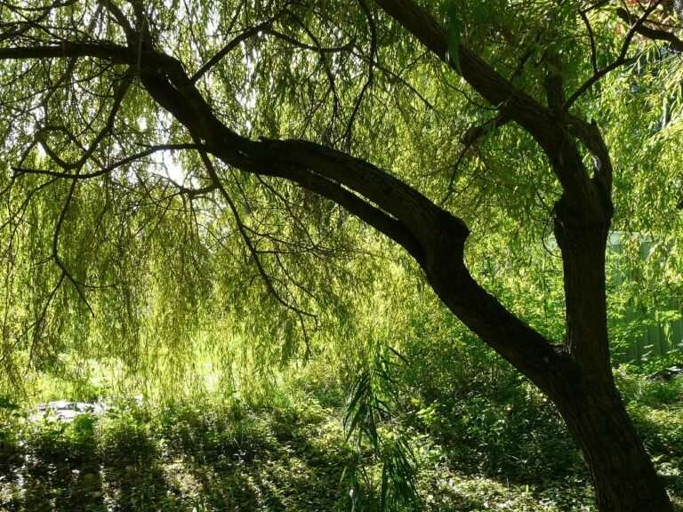 Pruning Willows: A concise guide. - Arborscape Environmental Services