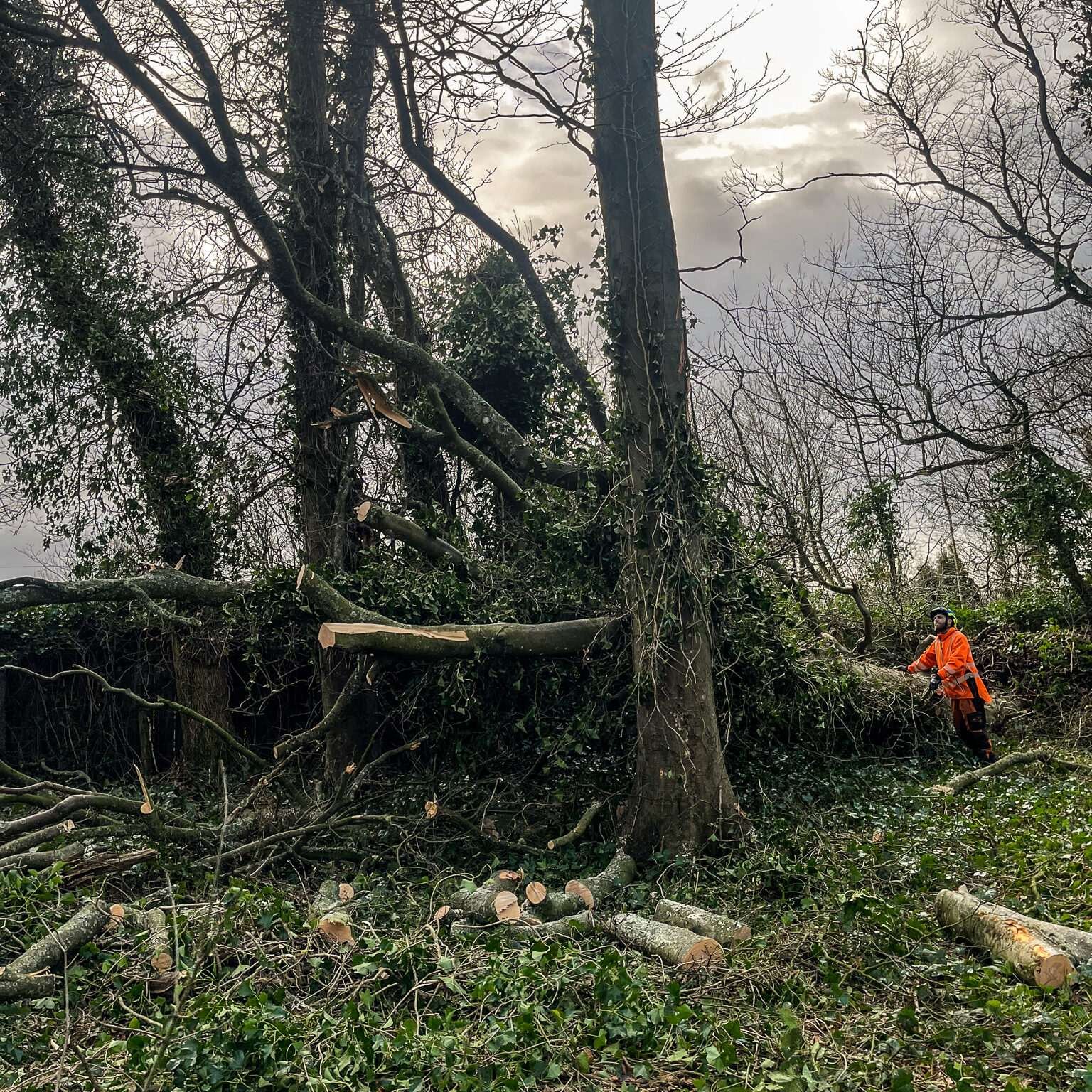 The Dangers of Tackling a Windblown Tree - Arborscape Environmental ...
