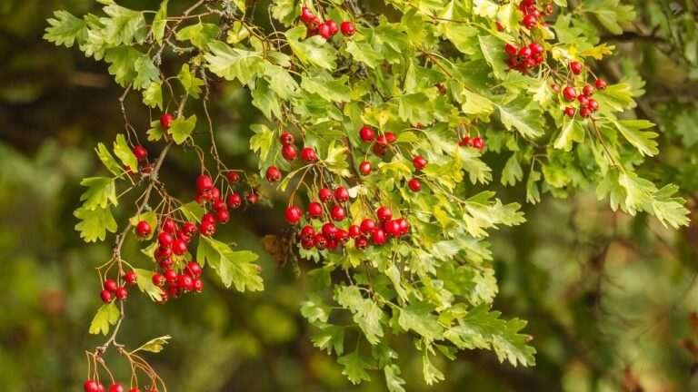 How to Prune Hawthorn: - Arborscape Environmental Services